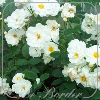 Rosa ‘Kent’ – Kwekerij De Border