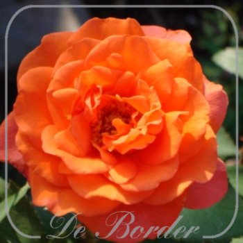 Rosa ‘Metanoia’ – Kwekerij De Border