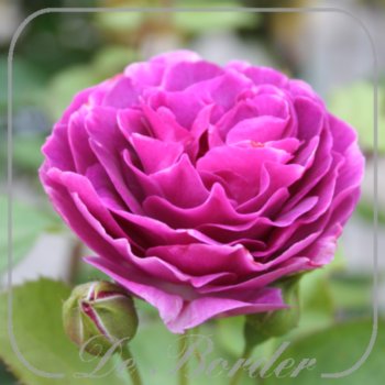 Rosa ‘Minerva’ – Kwekerij De Border