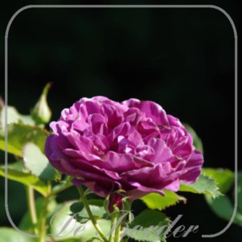 Rosa ‘Minerva’ – Kwekerij De Border