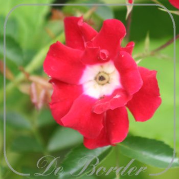 Rosa ‘Rambling Rosie’ – Kwekerij De Border