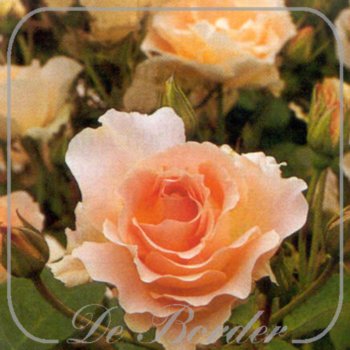 Rosa ‘Rokoko’ – Kwekerij De Border