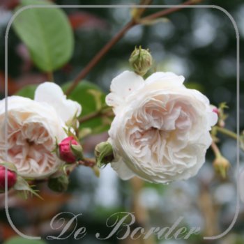 Rosa ‘The Albrighton Rambler’ – Kwekerij De Border