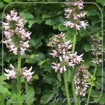 Stachys officinalis ‘Rosea Superba’ — – Kwekerij De Border