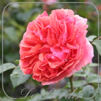 Stamroos ‘Chippendale’ – Kwekerij De Border