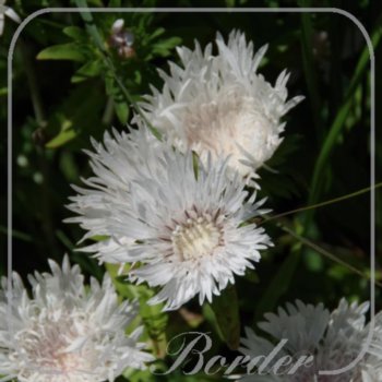 Stokesia laevis ‘Alba’ – Kwekerij De Border