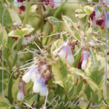 Symphytum grandiflorum ‘Goldsmith’ – Kwekerij De Border