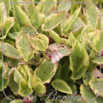 Symphytum grandiflorum ‘Goldsmith’ – Kwekerij De Border