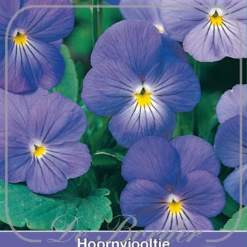 Viola cornuta Blue Perfection – Kwekerij De Border