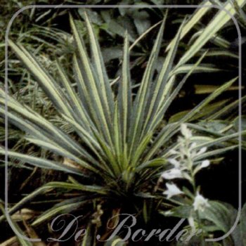 Yucca ‘Abba Color Symphony’ – Kwekerij De Border